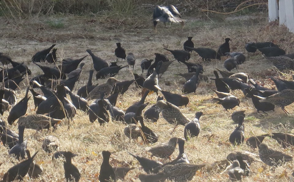 STOKES BIRDING BLOG: The Wild West come to the NH Coast, Rare Birds!