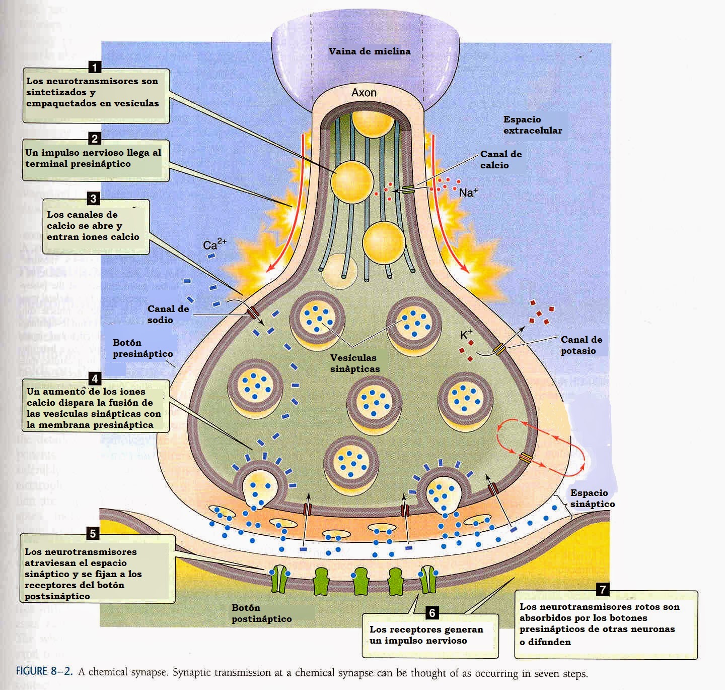 BiologÍa Para Mis Muchachos Sinapsis