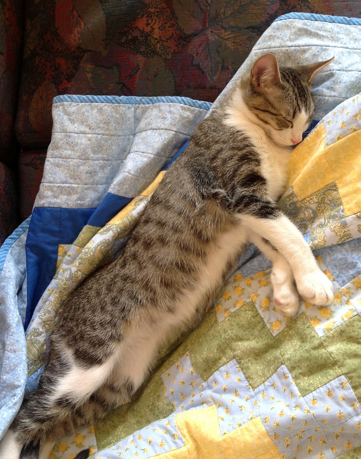 Cat Patches: Binary Cat