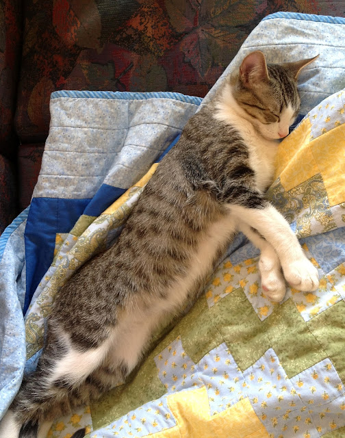 Cat Patches: Binary Cat