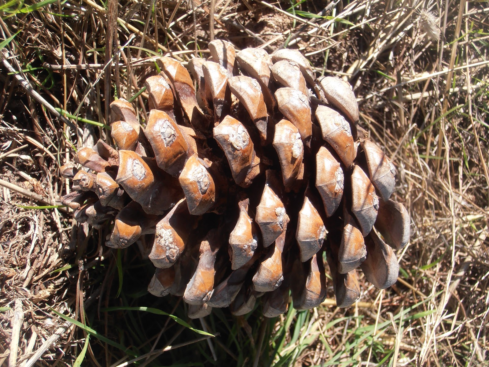 Entre plantas y bichos: Pinus pinea (pino piñonero)