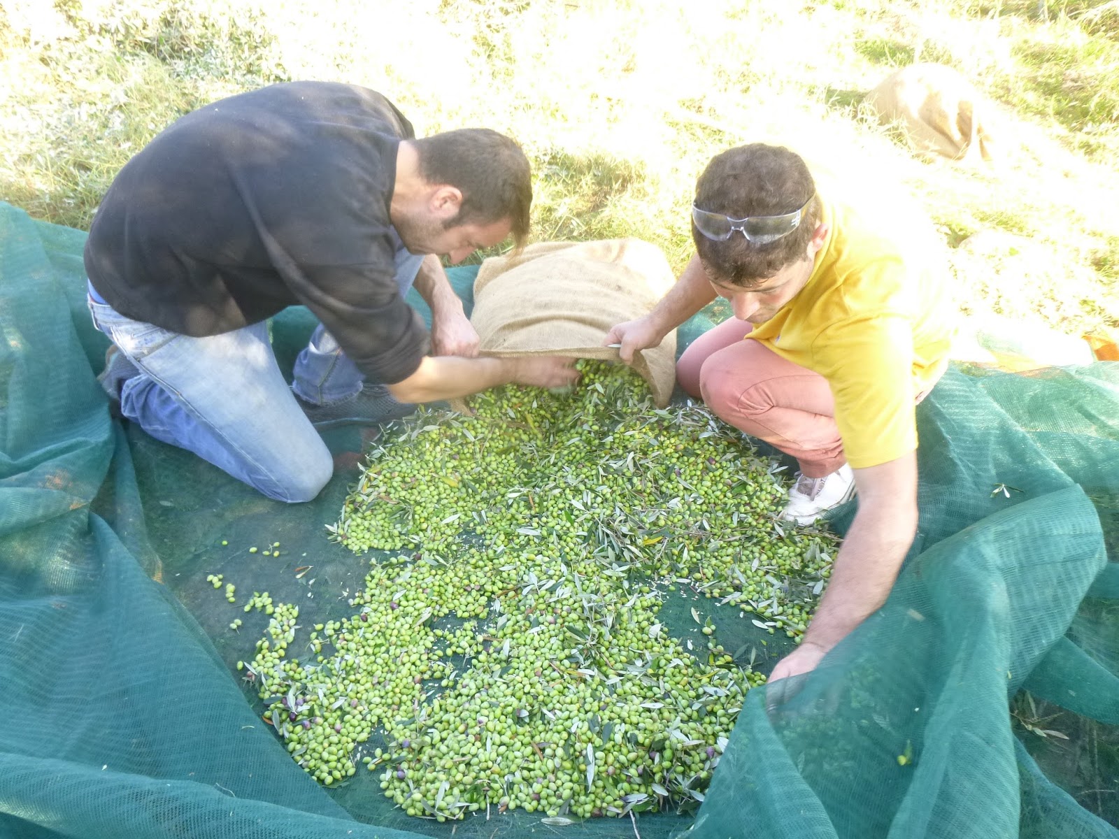 ΠΕΡΙΒΑΛΛΟΝ ΥΓΕΙΑ ΟΙΚΟΛΟΓΙΑ: ΣΥΓΚΟΜΙΔΗ ΕΛΑΙΟΚΑΡΠΟΥ-ΛΙΟΤΡΙΒΙ-ΑΠΟΘΗΚΕΥΣΗ ...