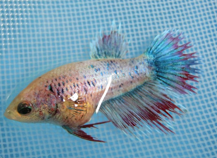 GANZO GAMES EXTENDED (PC Games RM5 & Betta Fish): BETTA CROWNTAIL ...