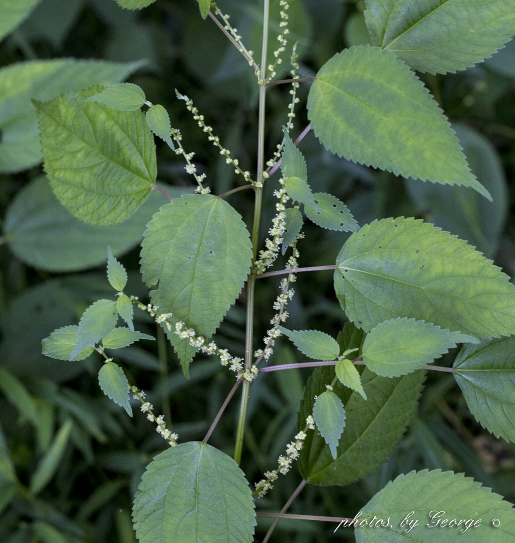 "What's Blooming Now" : False Nettle (Boehmeria cylindrica)