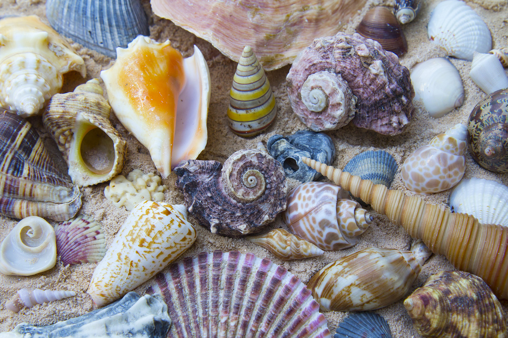 Seashells | Sea shells, Art challenge, Shells