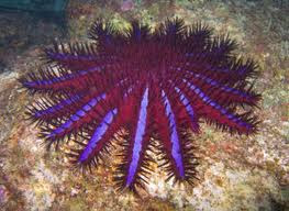 AP biology: Describe a starfish in terms of symmetry, germ cell layers ...