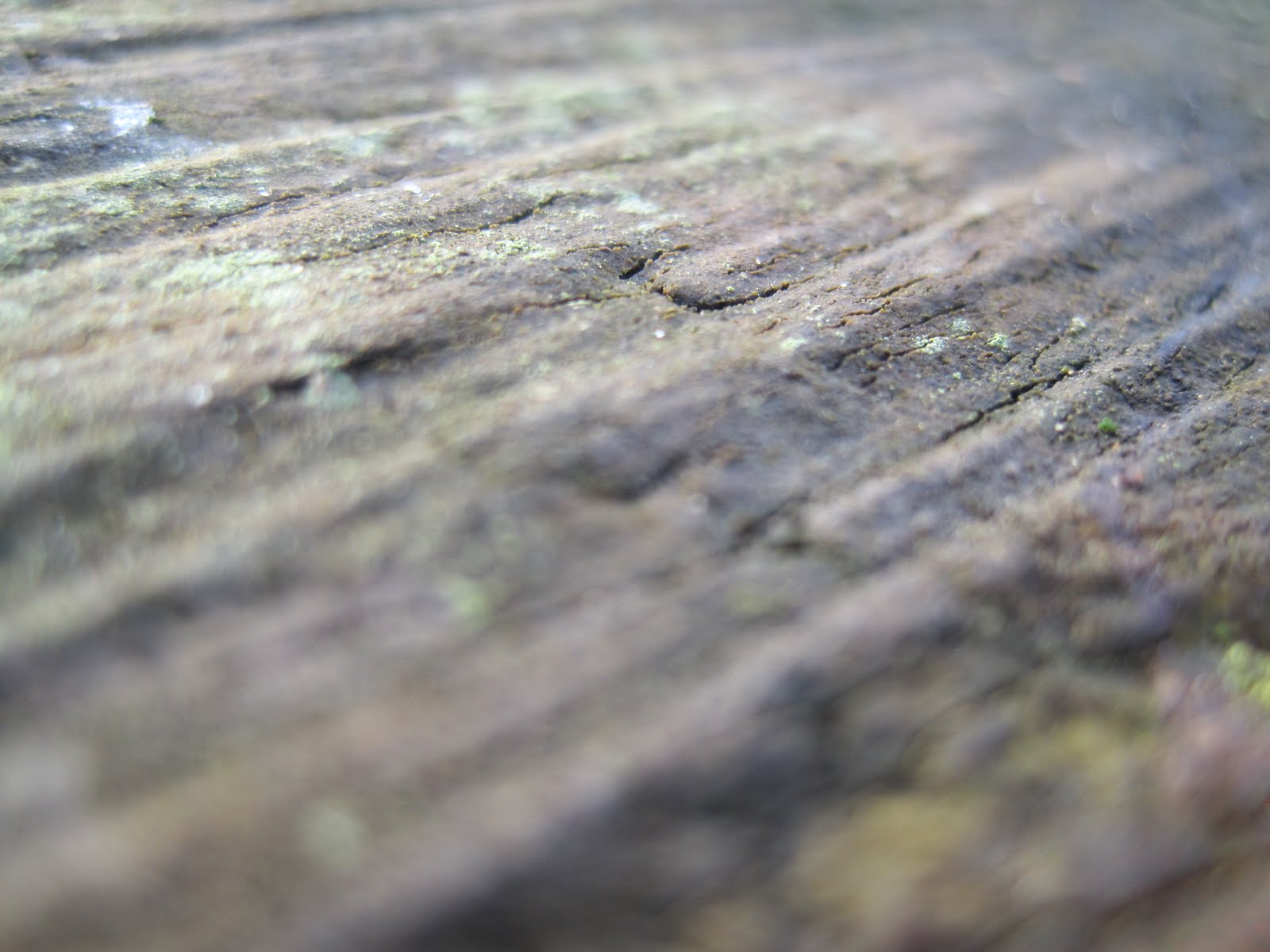 tree stump: lines, fissures, ridges