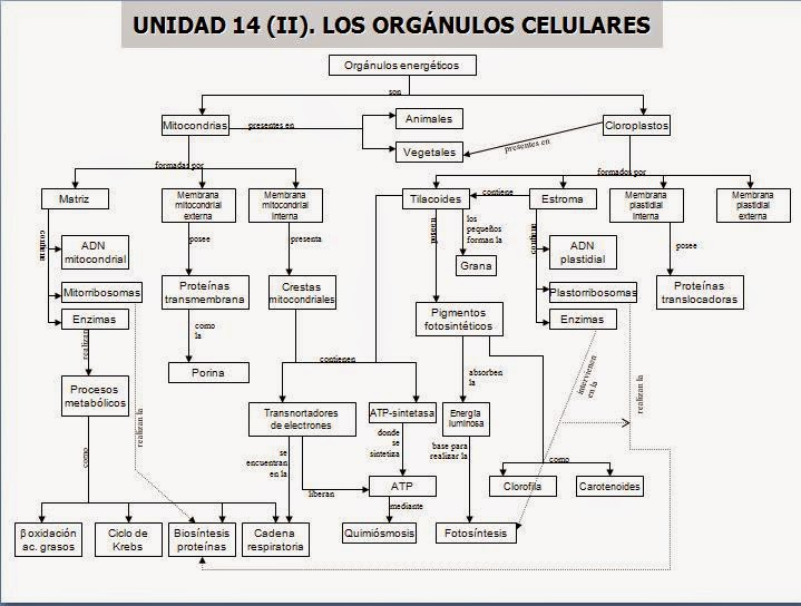 Biología y Geología Toni: TEMA 9. 1º BACHILLERATO. LA CÉLULA, ORGÁNULOS ...