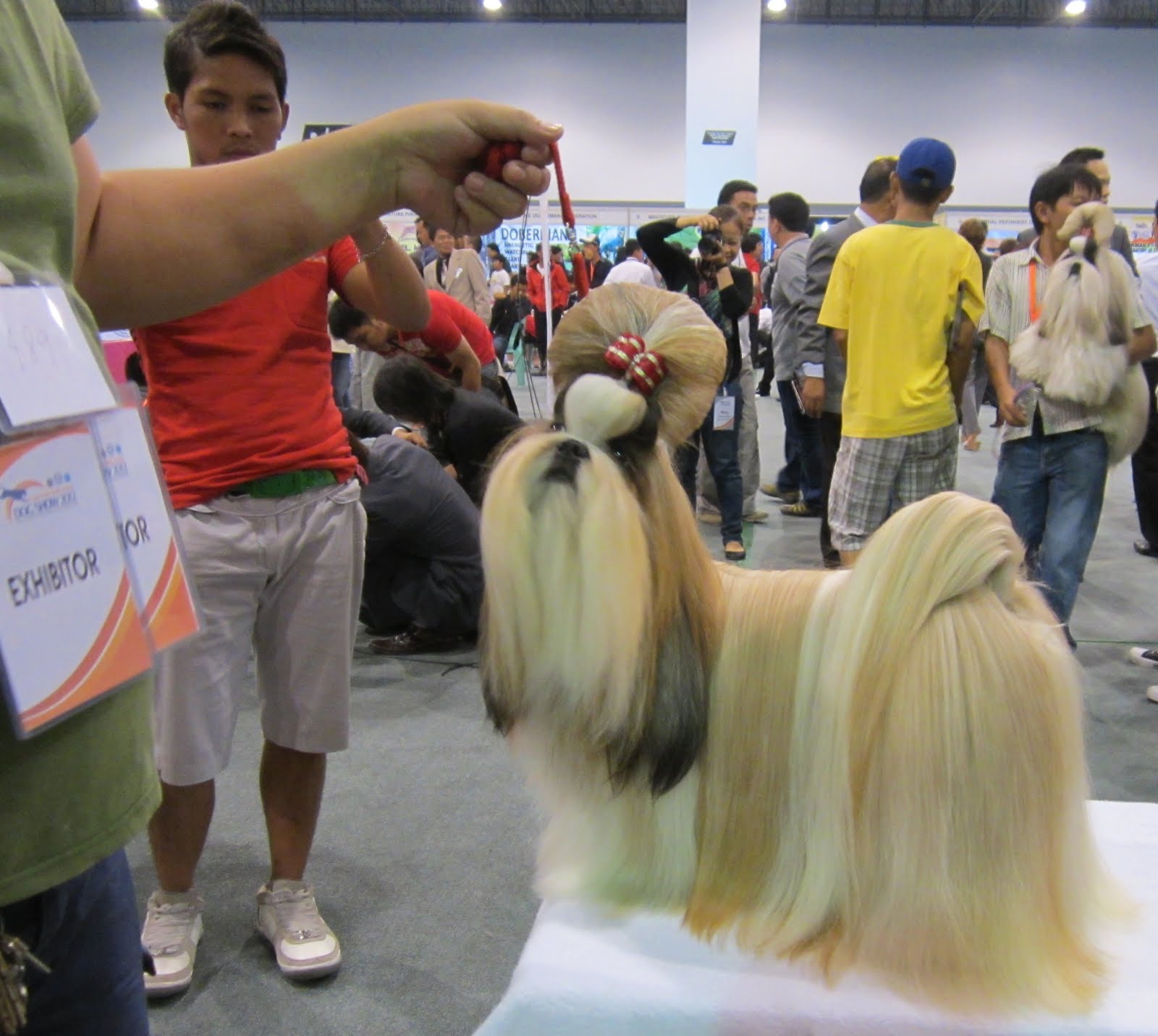 pet cares: "Dog Show" Shows "Show Dogs"