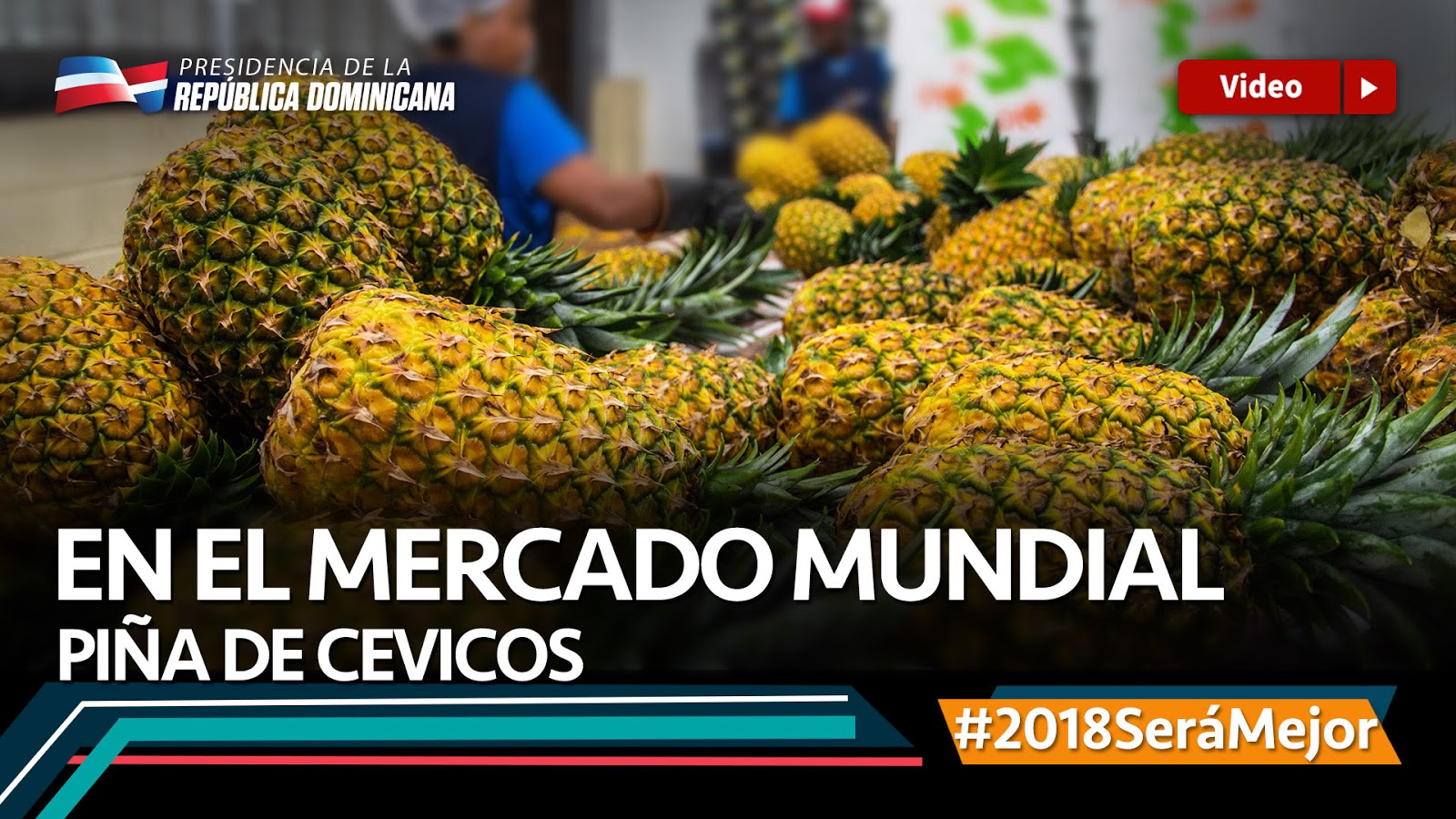 VIDEO: En el mercado mundial. Piña de Cevicos #2018SeráMejor