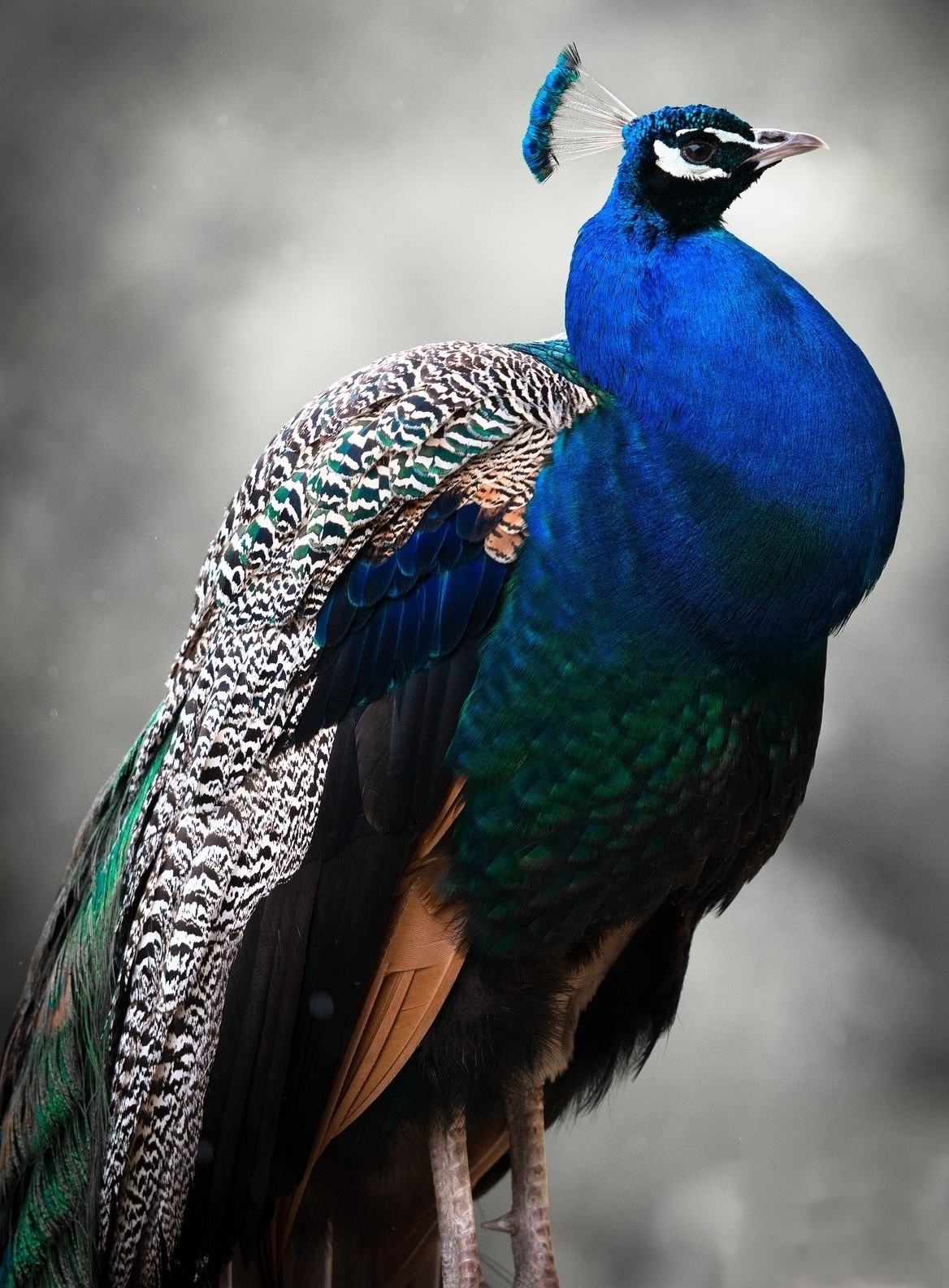 Contes d' Animals: EL PAÓ REIAL