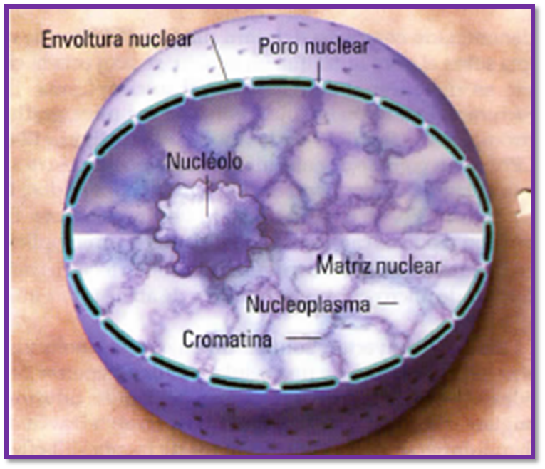 La biología: una experiencia que genera conocimiento: El núcleo