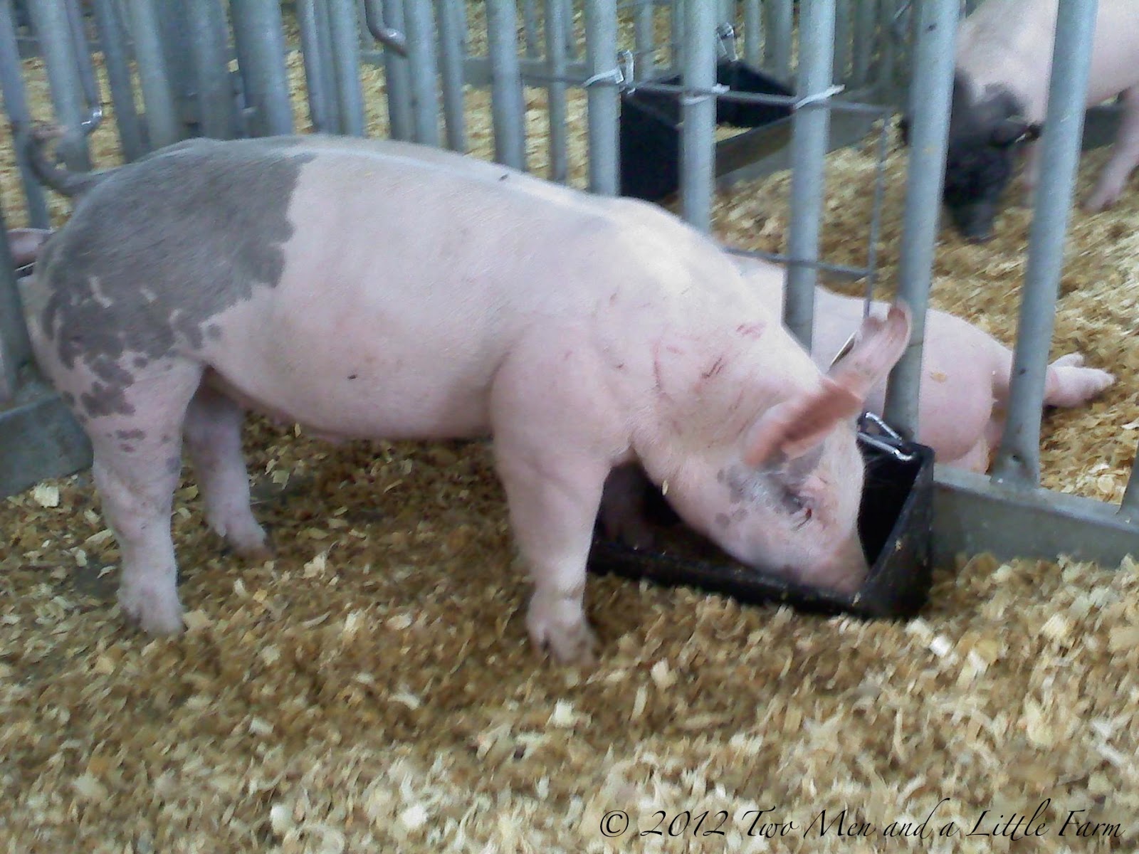 Two Men and a Little Farm: PIG PROGRESS