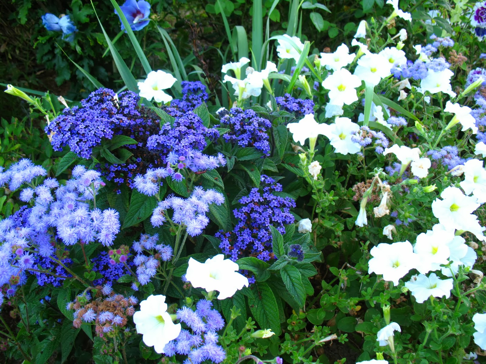 Roses du jardin Chêneland: Héliotrope "Marine"