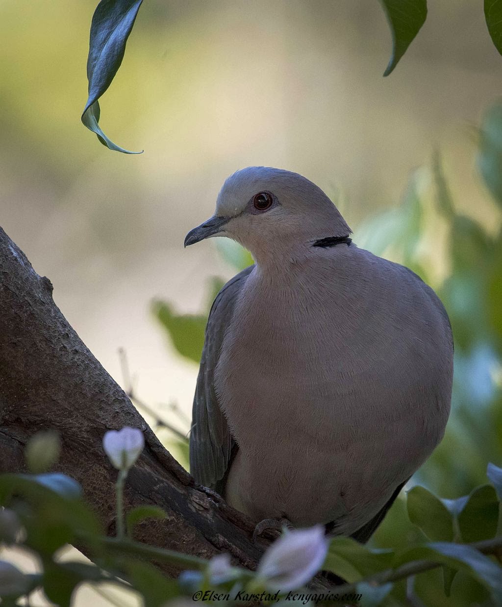 Elsen Karstad's 'Pic-A-Day Kenya': Ring-Necked Dove, Nairobi Kenya