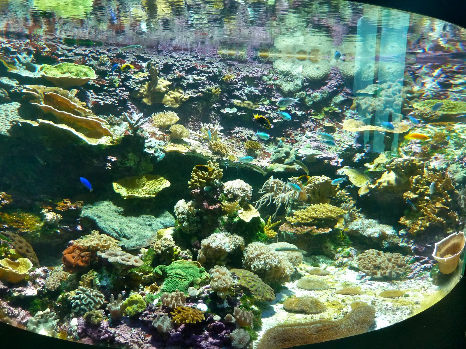 Sydneysiding KLite: Reef HQ Aquarium