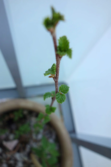 K niin kuin Koti: Parvekelöytöjä