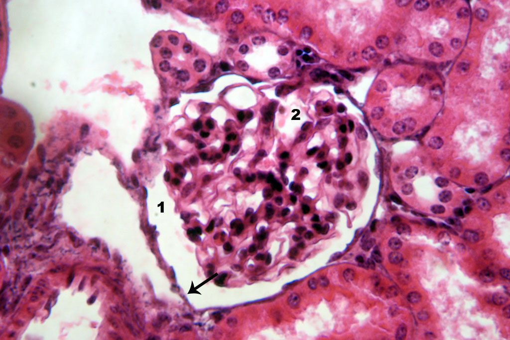 Histologia UFJF: Lâmina 27 - Rim