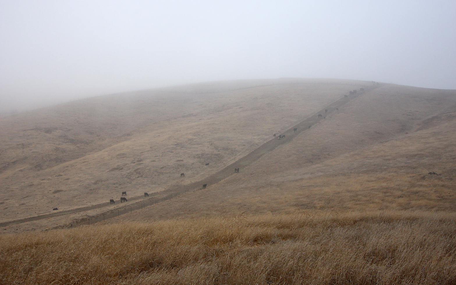 Snapshots: The fog line