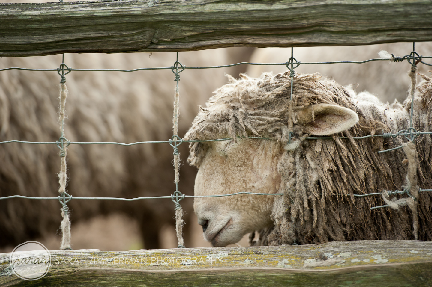 Sarah Zimmerman Photography: Baaaaaa said the sheep
