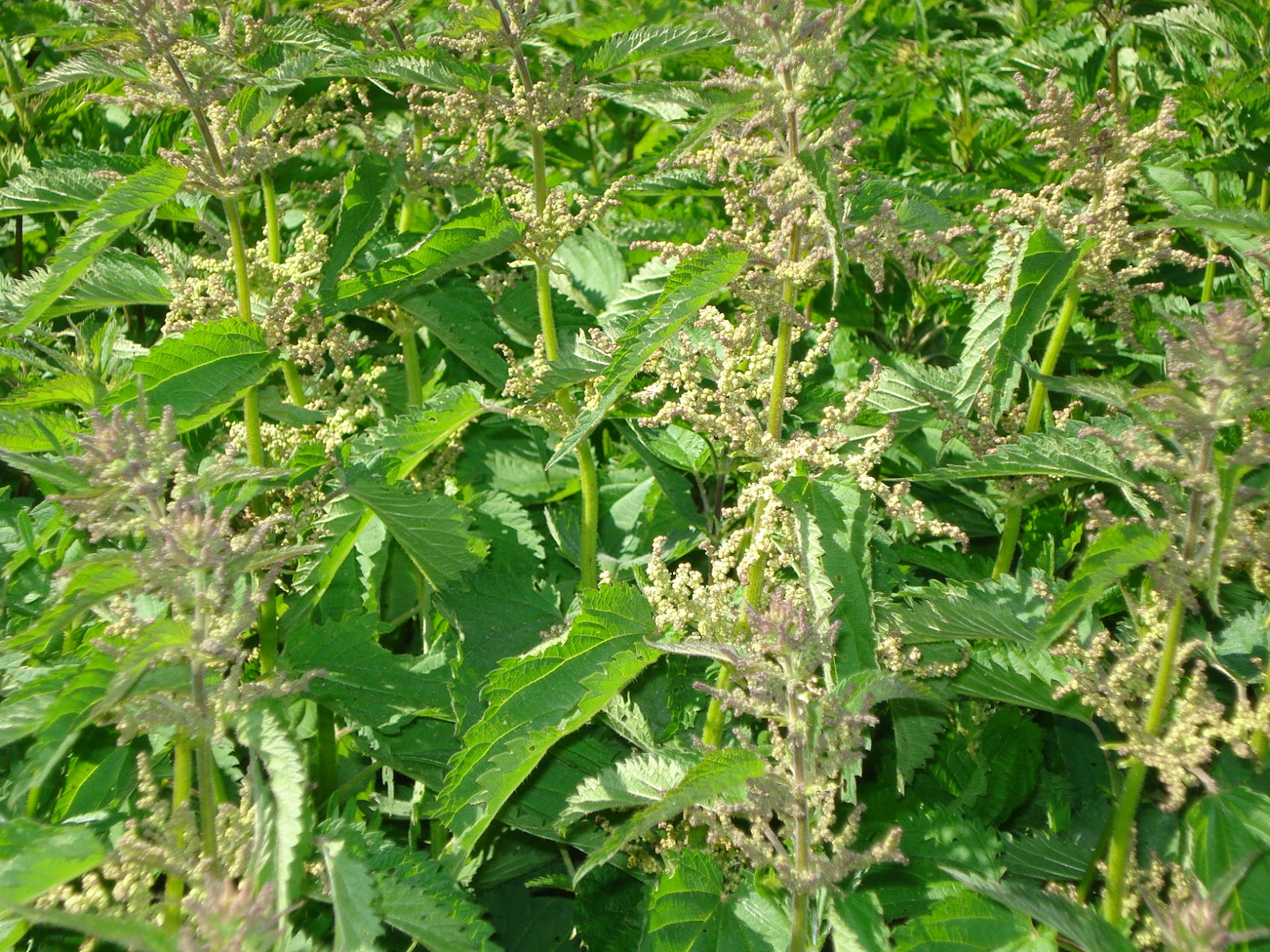 Krížikové vyšívanie: Žihľava