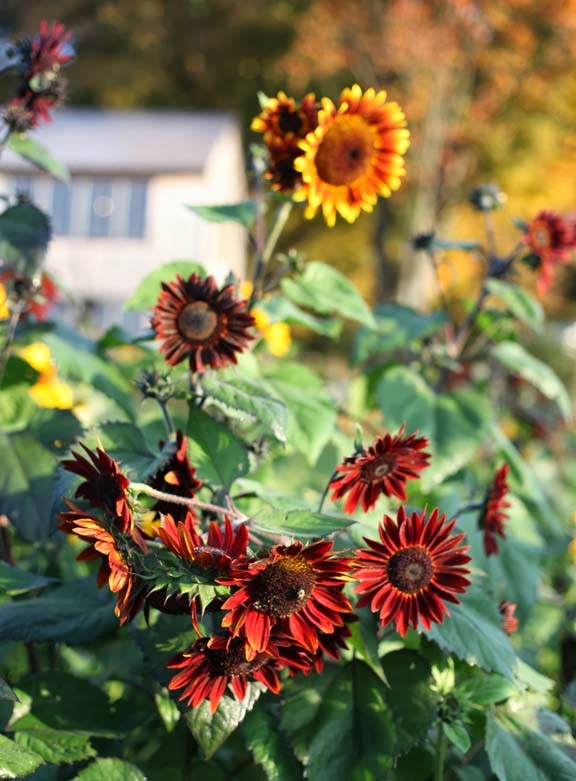 Getting Stitched on the Farm: Good Morning from the Sun