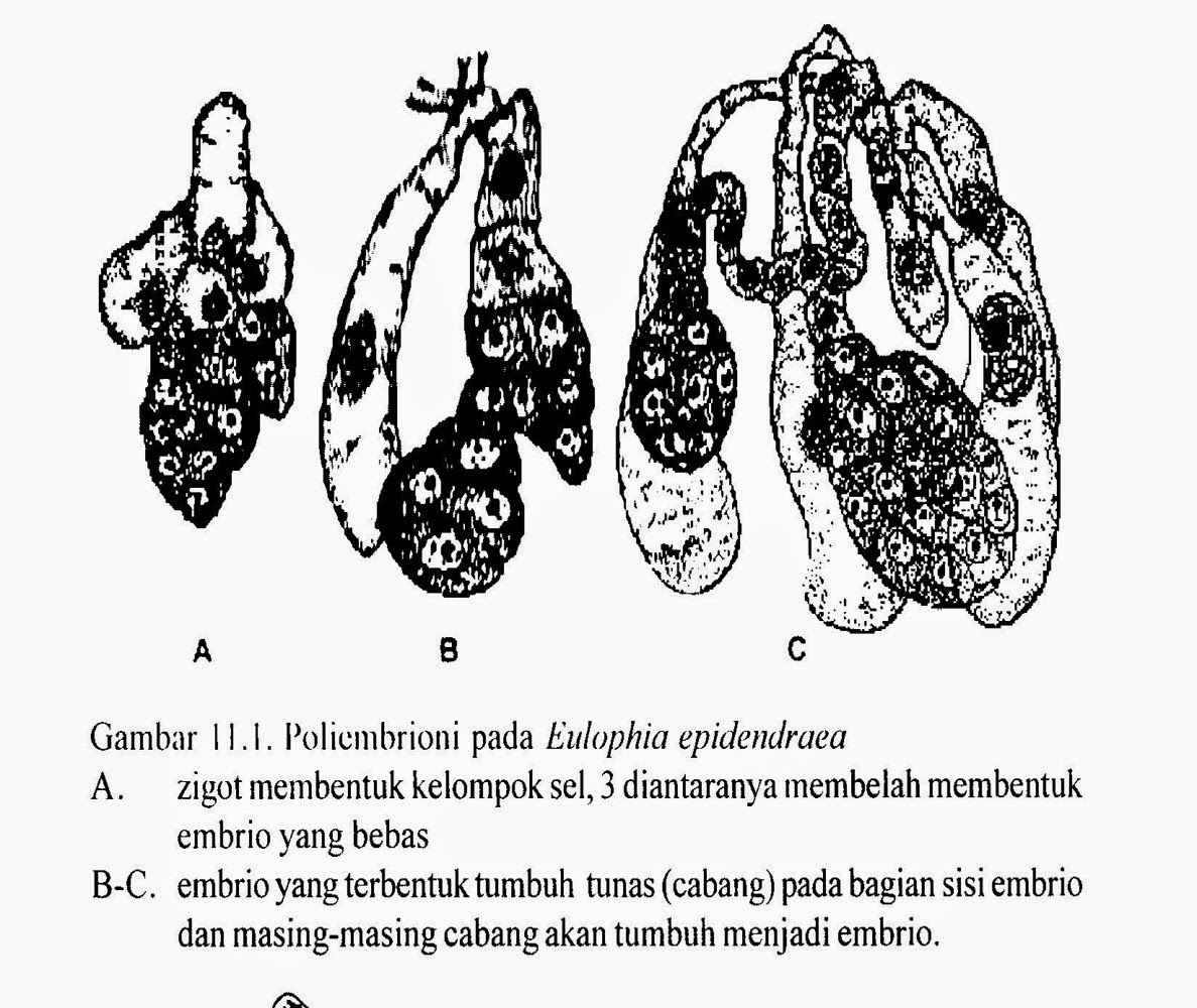 Amriadin Agroteknologi: Makalah metabolisme apomiksis poliembrionik dan ...