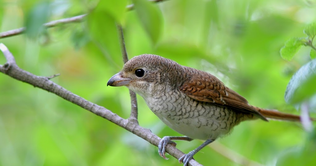 Cendet Loreng ~ Kedai Kicau - Jack Bird Shop