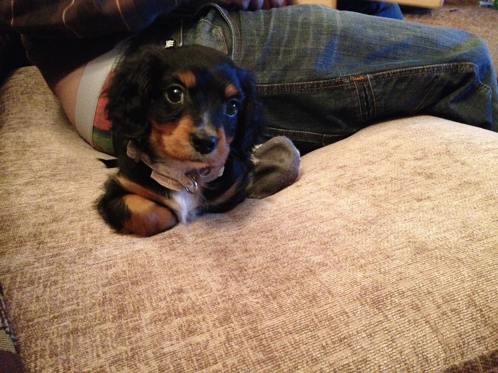 Worldly Wonders: Dashalier