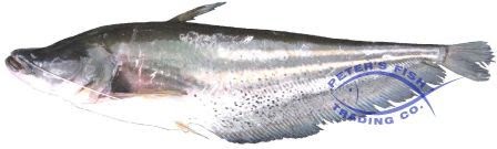 River Fish Supplier, Peter's Fish Trading Co, Sarawak: TAPAH FISH ...