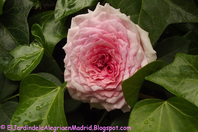 El jardín de la alegría : Rosa 'James Galway'. La elegancia.