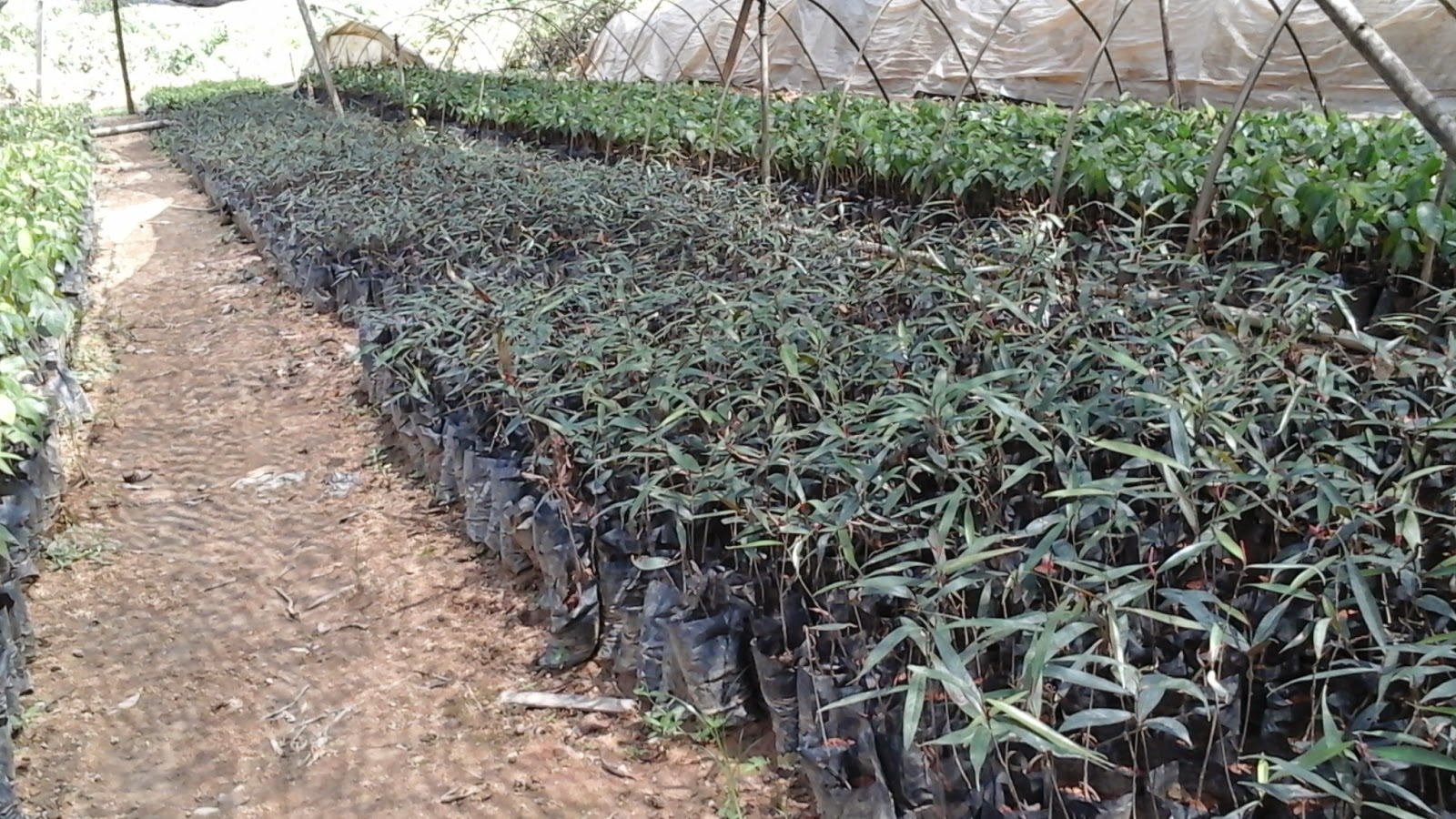 Dari Hutan ke Bandar...