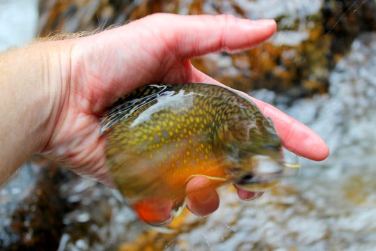 The Trout Zone: Flopping Fish