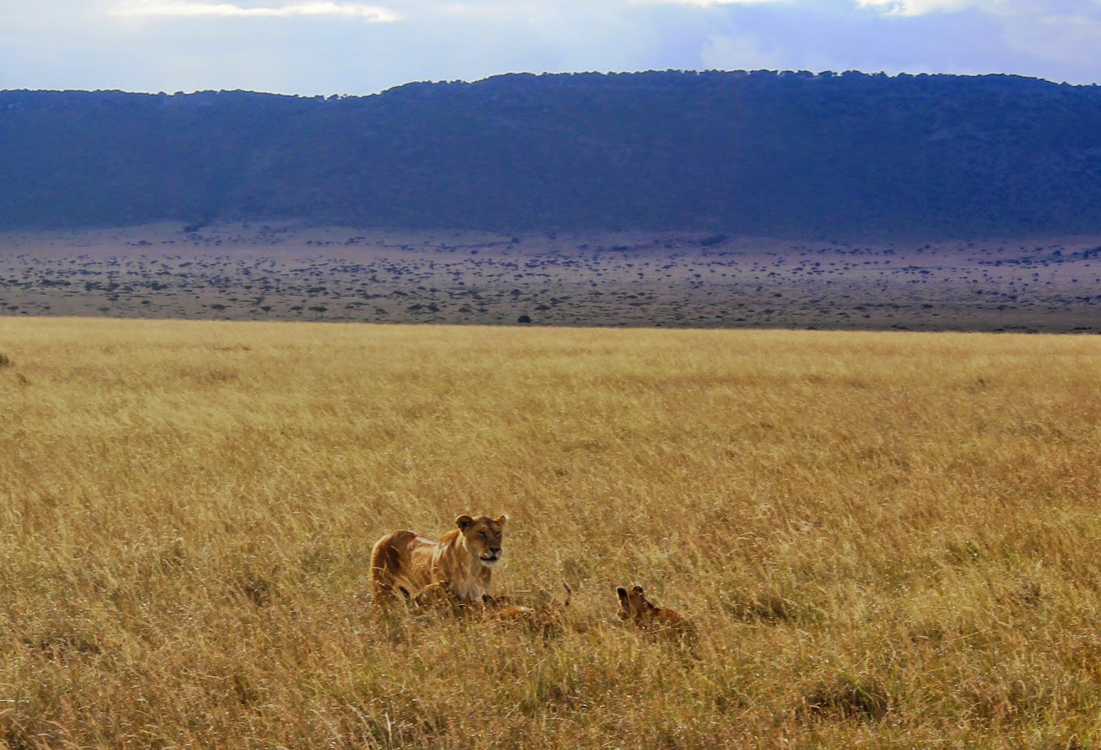 Souvenir Chronicles: AFRICA: MAASAI MARA LIONS (KENYA)