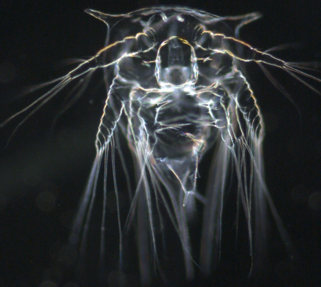 Invertebrate Embryology: Molt of a larval barnacle