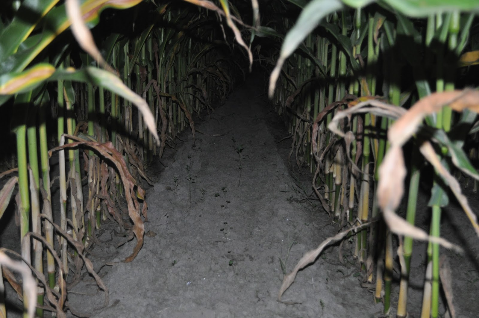 meat: August corn & fencing for the 2nd time.