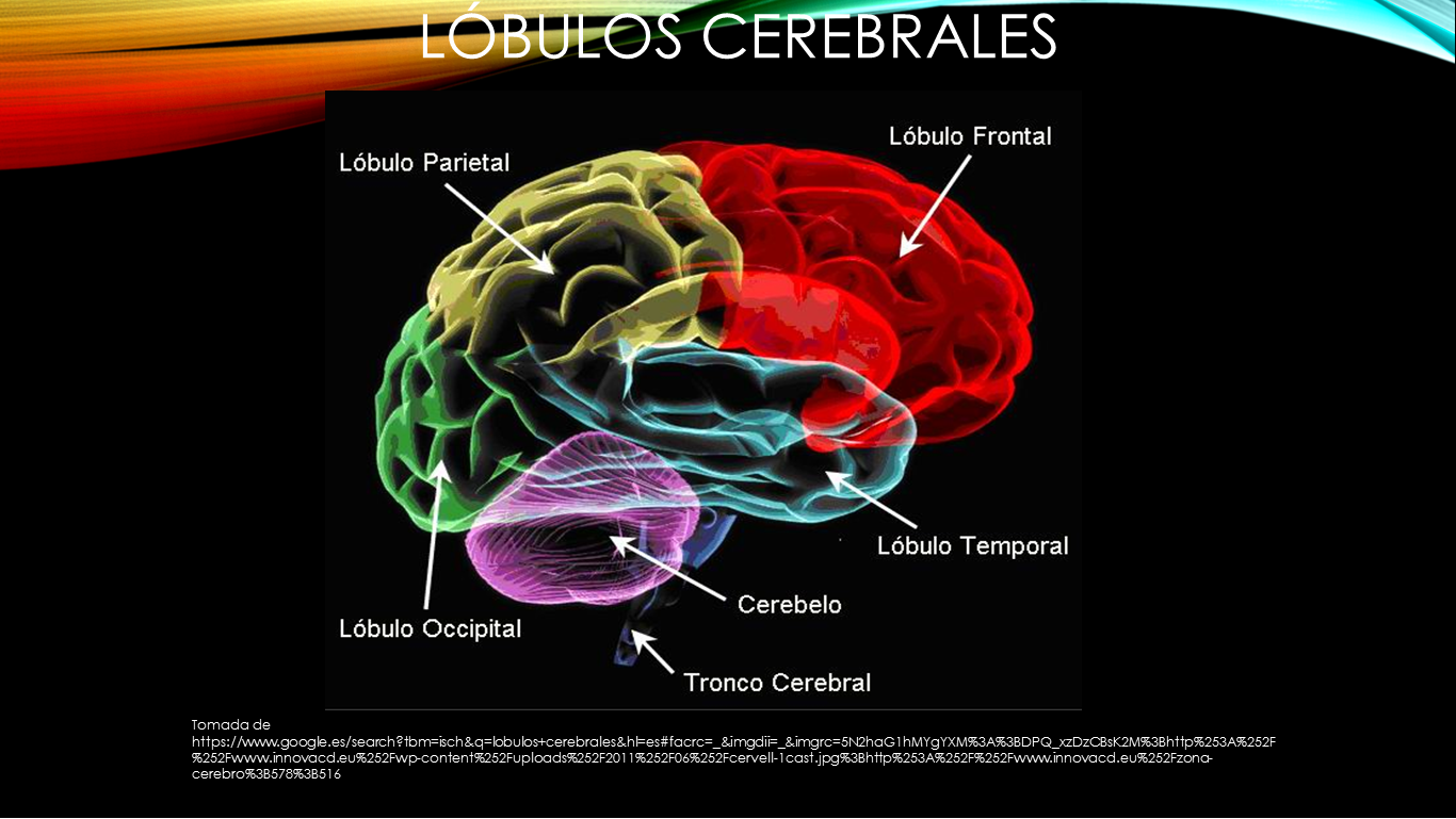 Neurofisiología: Lóbulos cerebrales