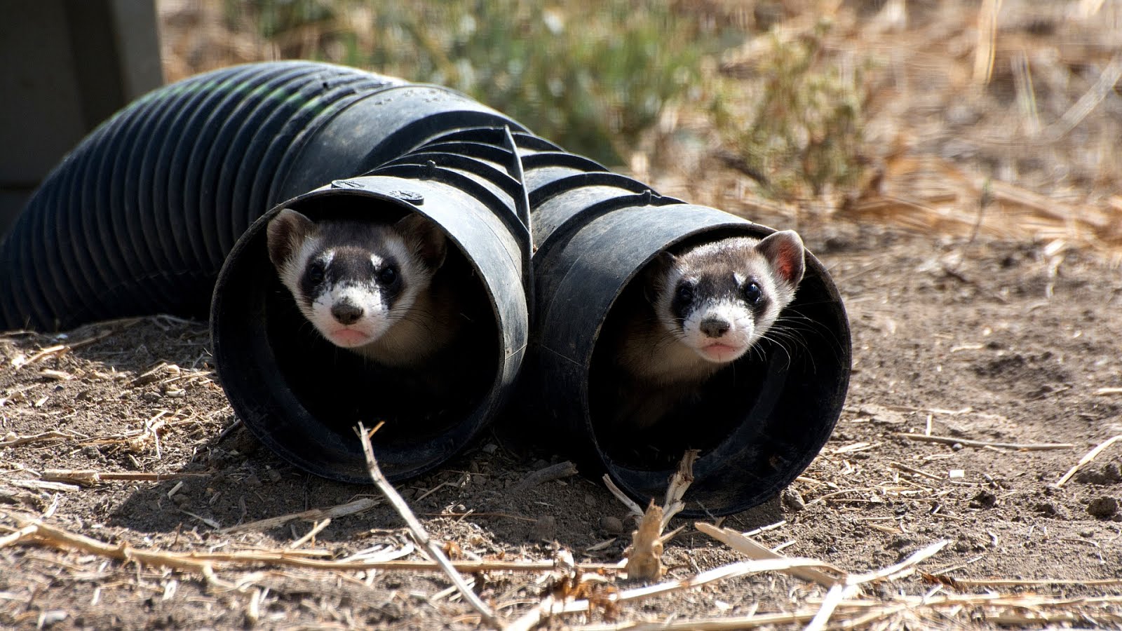 Black Footed Ferret Endangered - Danger Choices