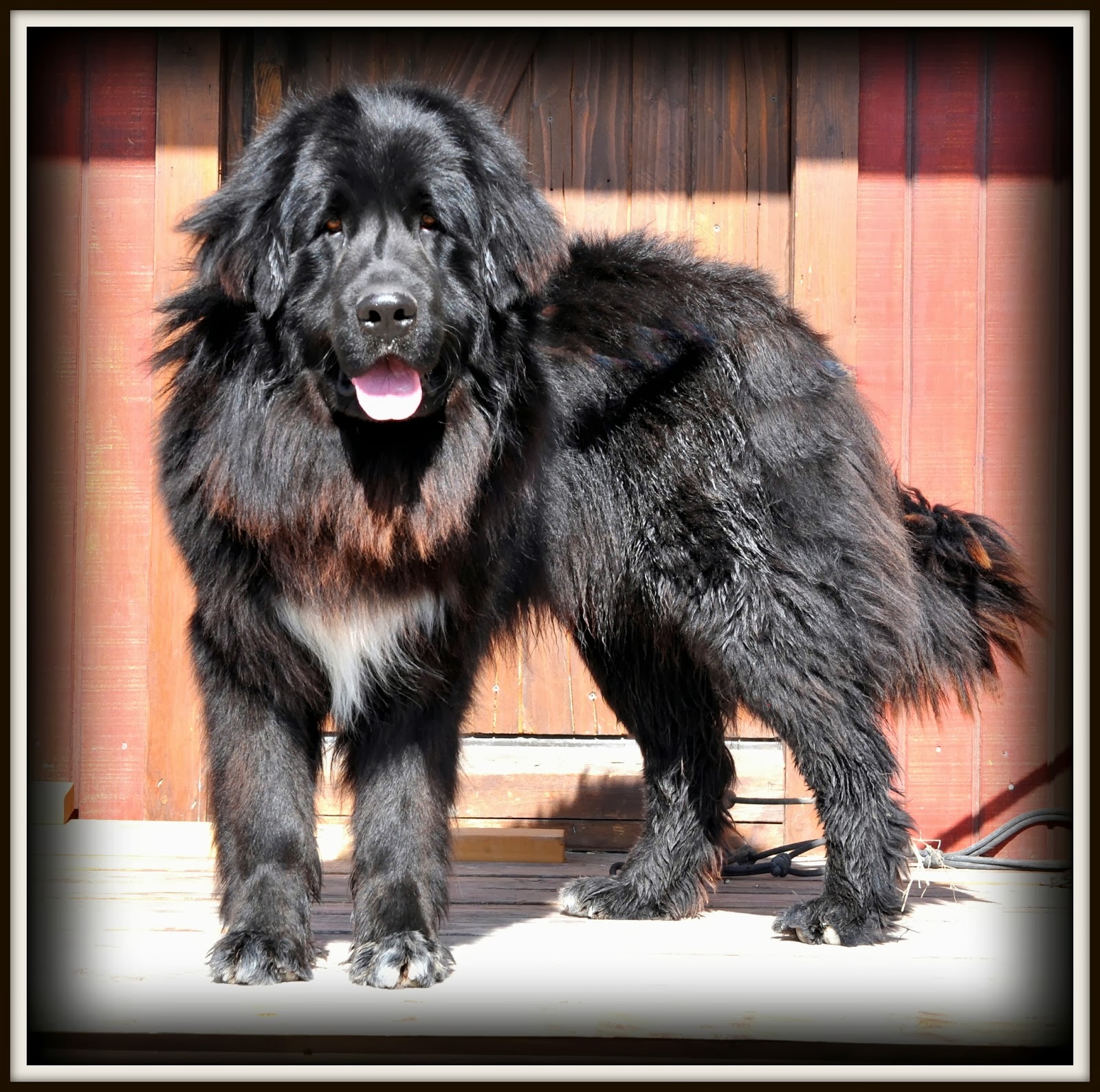Wasatch Newfoundlands: Our Newfies