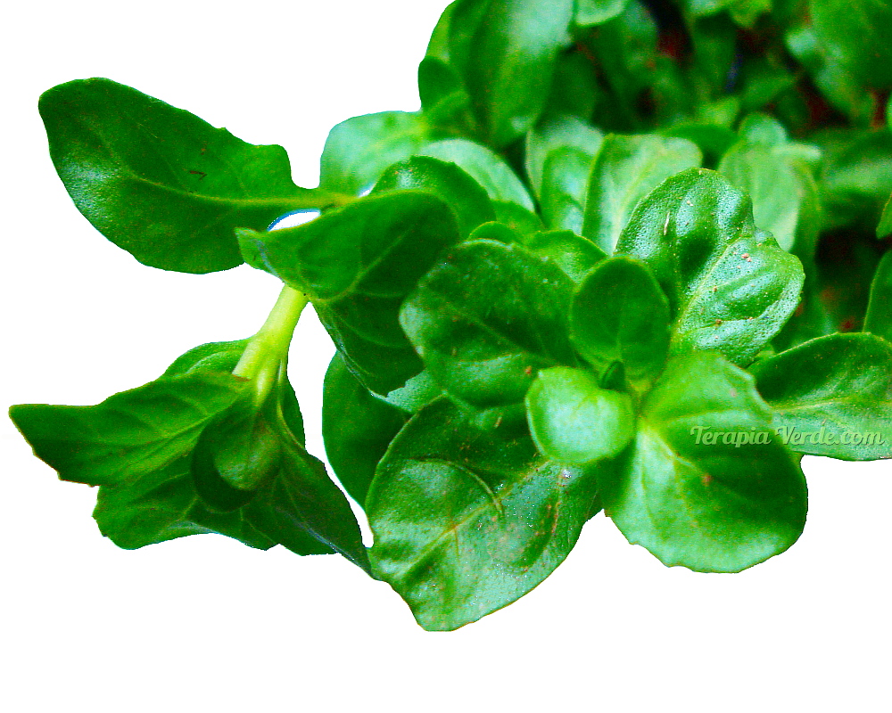 Benefícios do Poejo | Terapia Verde