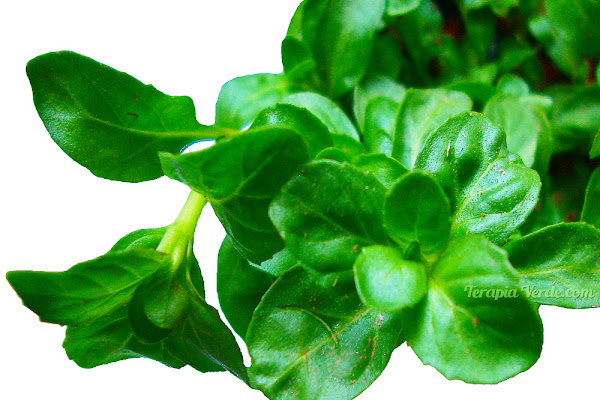 Benefícios do Poejo | Terapia Verde