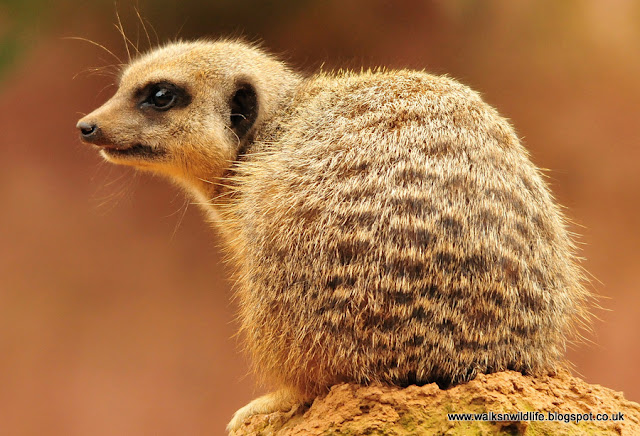 Gary Jones Wildlife Photography: Meerkats and Tropical Birds..... Simples!!
