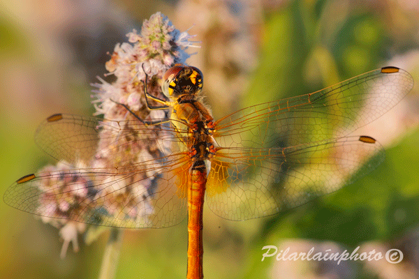 Libelulas - Anisoptera: EVOLUCIÓN