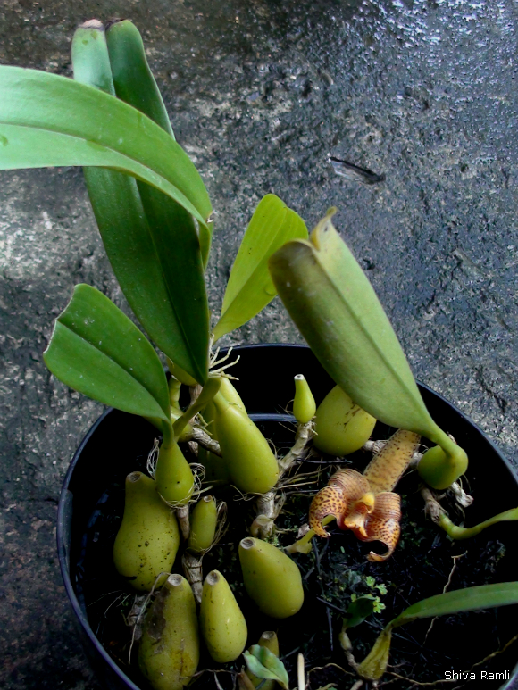 Wild orchids in sumatra: 700. 9. Bulbophyllum sumatranum forma `Yellow`