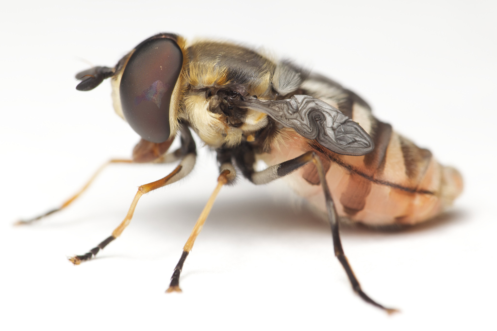 ムシをデザインしたのはダレ？: ヘリヒラタアブ Didea alneti ( FALLEN, 1817 )