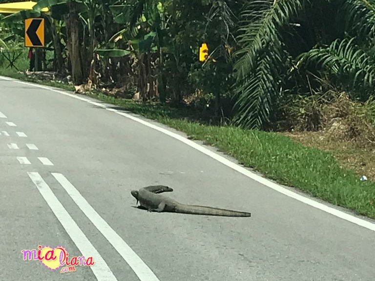 Biawak Di Tengah Jalan