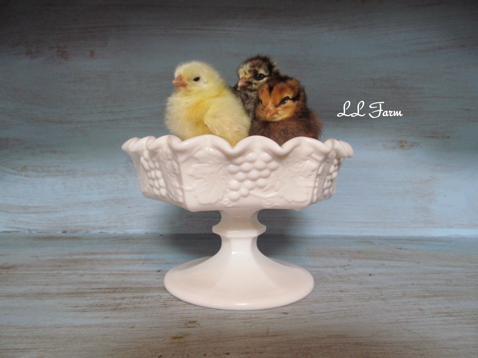 LL Farm: Baby Chick Photo Shoot