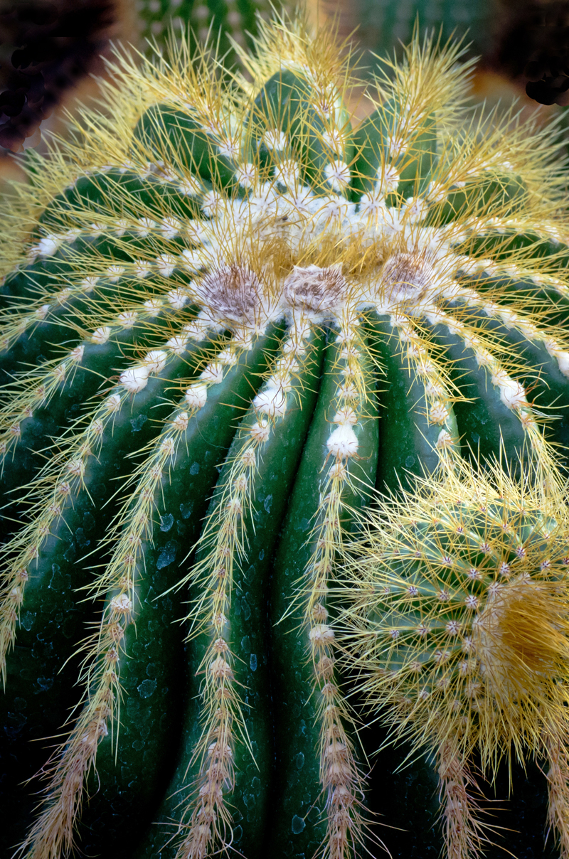 The Whodunit Photographer: Peruvian Apple Cactus