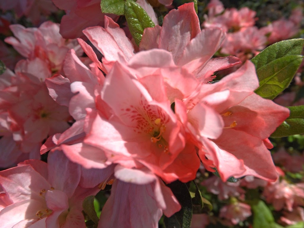 MARIETTE'S BACK TO BASICS: {Our Gazebo and Azaleas}