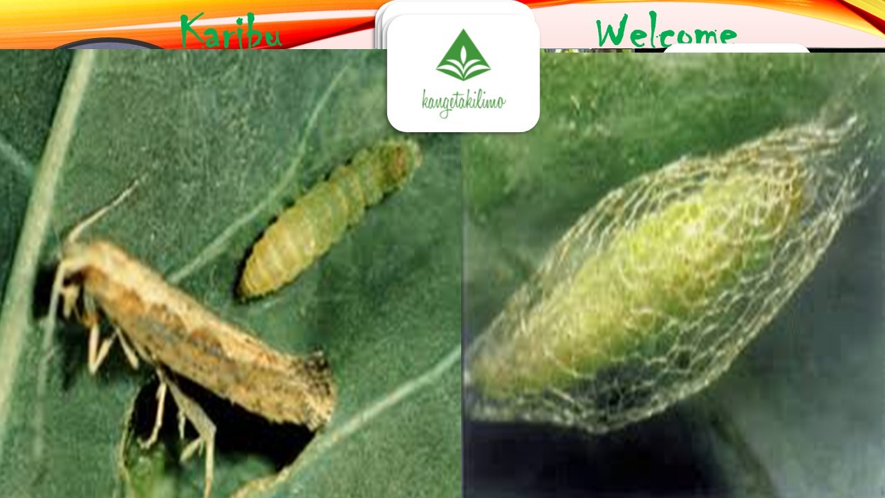 Kangetakilimo: KILIMO BORA CHA KABICHI NA KANGETAKILIMO